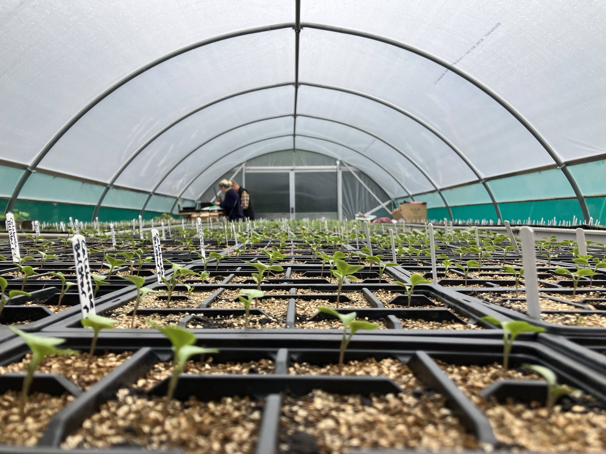 Burgess Park Community Plant Nursery – Glengall Wharf Garden